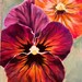 Pansy Wall Decor Art Wall Art Decor Amazing Flower Gift Acrylic Floral ...