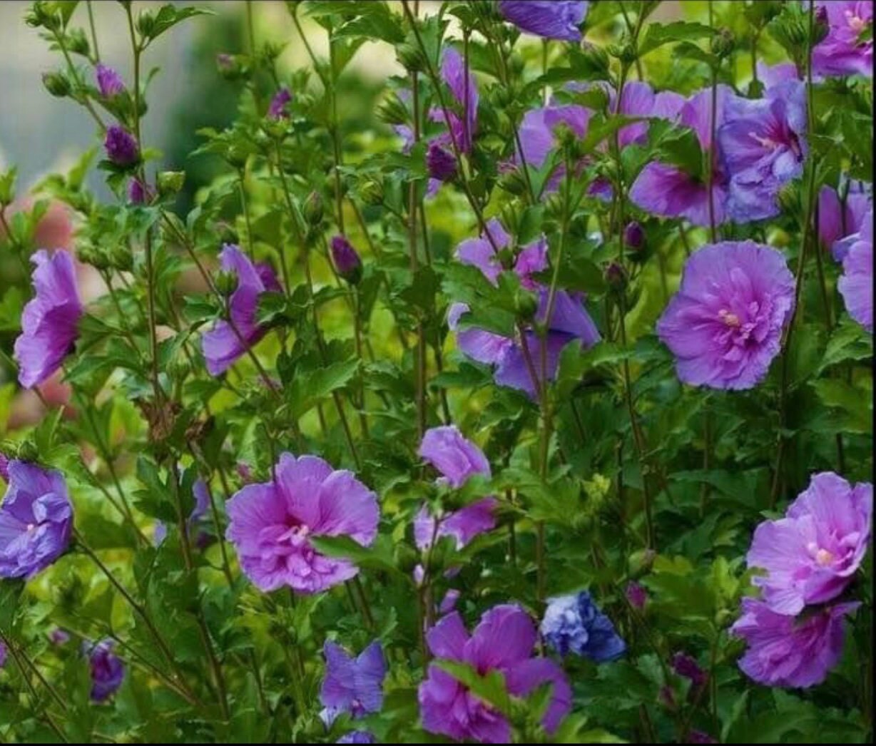 Lavender Chiffon Rose of Sharon Seeds: Double Bloom Althea - Etsy