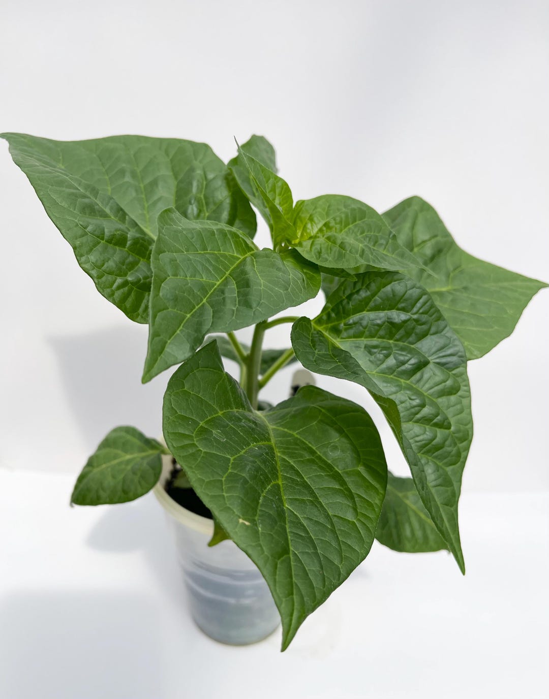 LIVE PLANT. Aji Strawberry Drop Pepper. Heat Level: 30,000–50,000 (SHU ...