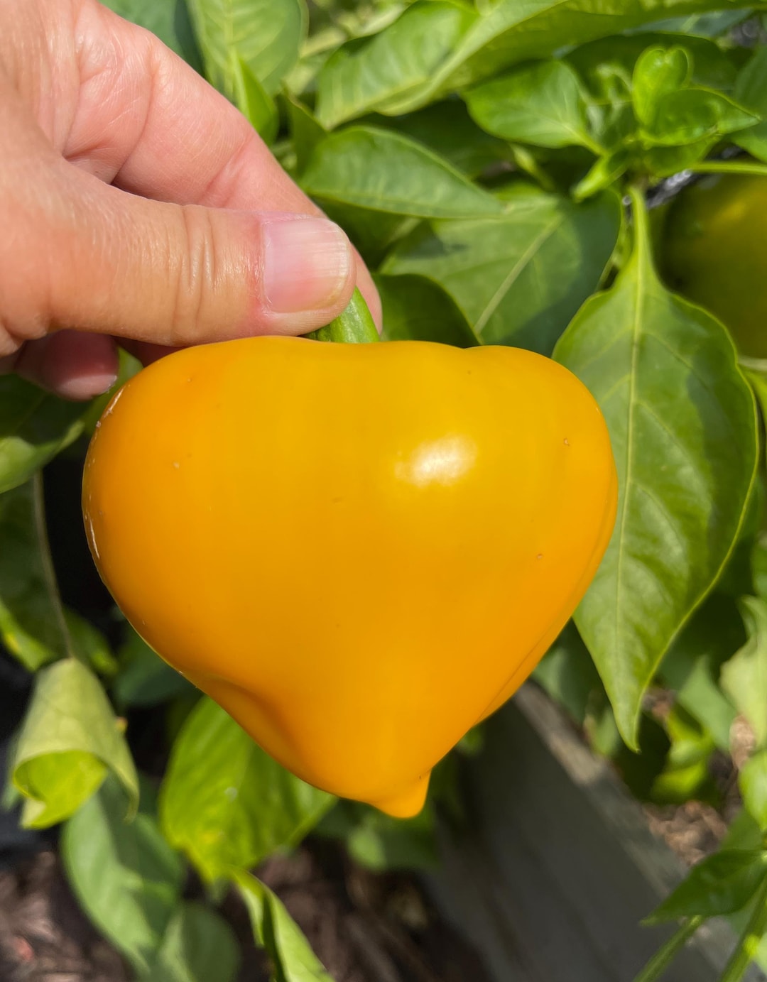 Lesya Orange Pepper Seeds - Rare Sweet Pepper - Ukrainian Heirloom. 12 ...