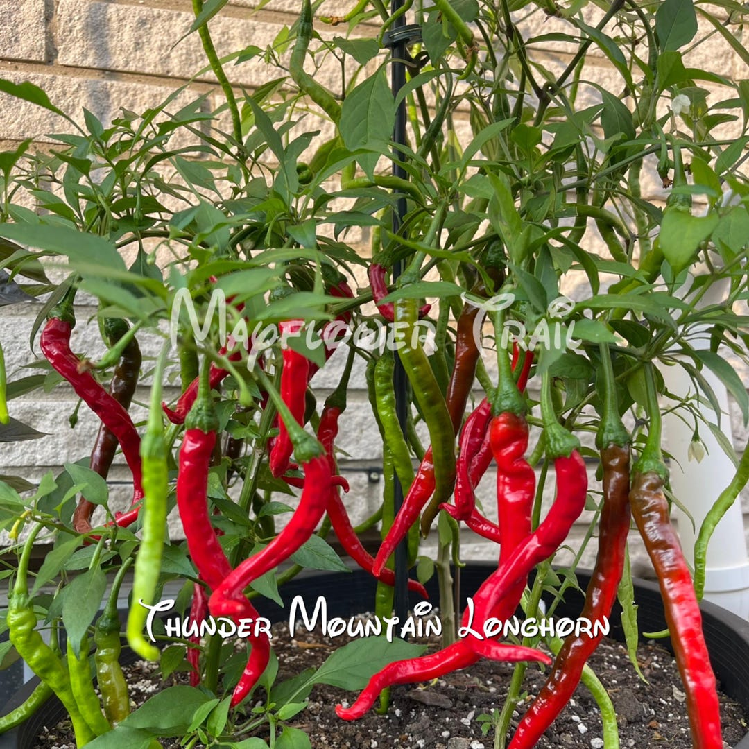 Thunder Mountain Longhorn Pepper Seeds: Organic, 12+ Non-gmo - Etsy
