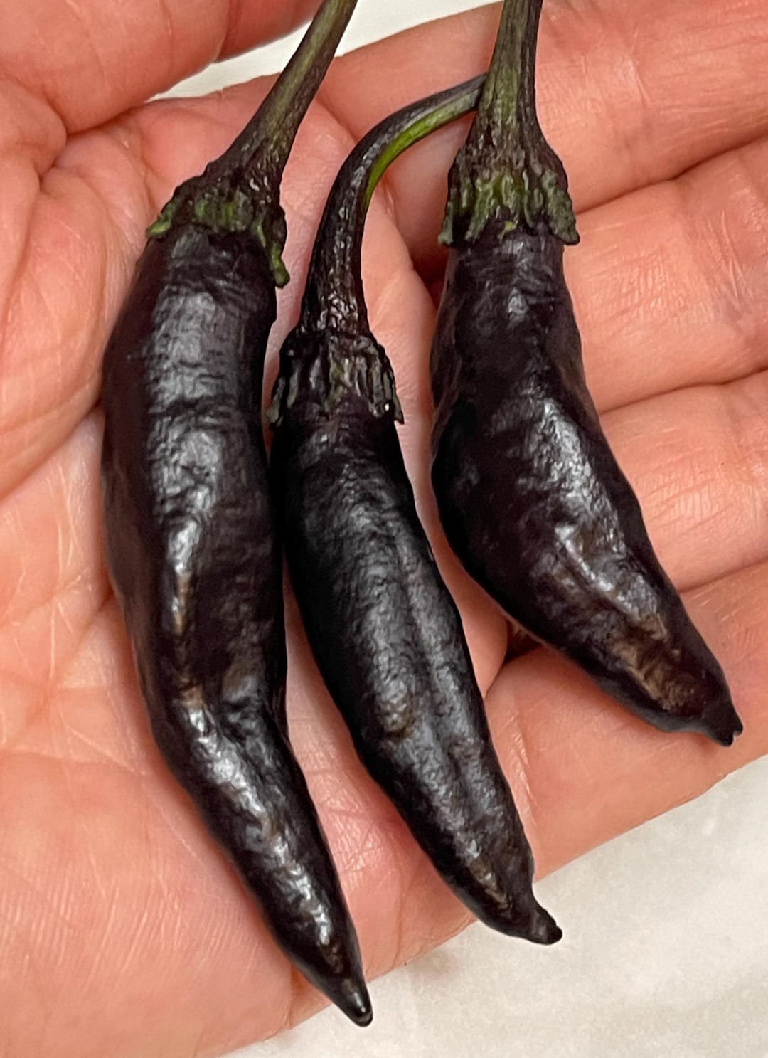 Murasaki Purple Sweet Pepper Seeds. Rare 12 Non GMO Seeds. Capsicum ...