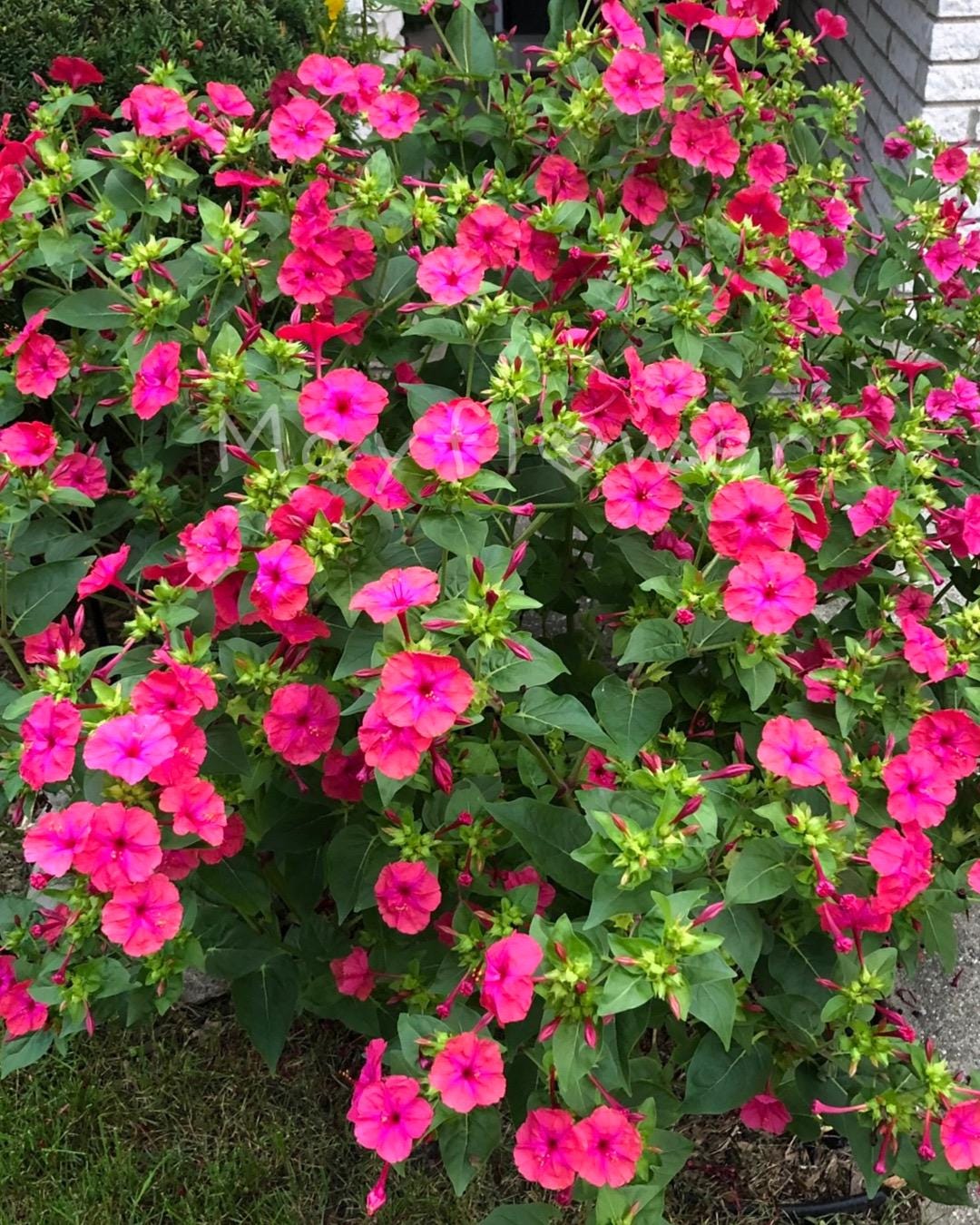 Red Four O’clock Seeds (mirabilis Jalapa). 20 Seeds. Grows Into a Nice ...