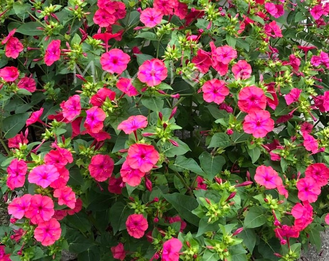 Red Four O’clock Seeds (mirabilis Jalapa). 20 Seeds. Grows Into a Nice ...