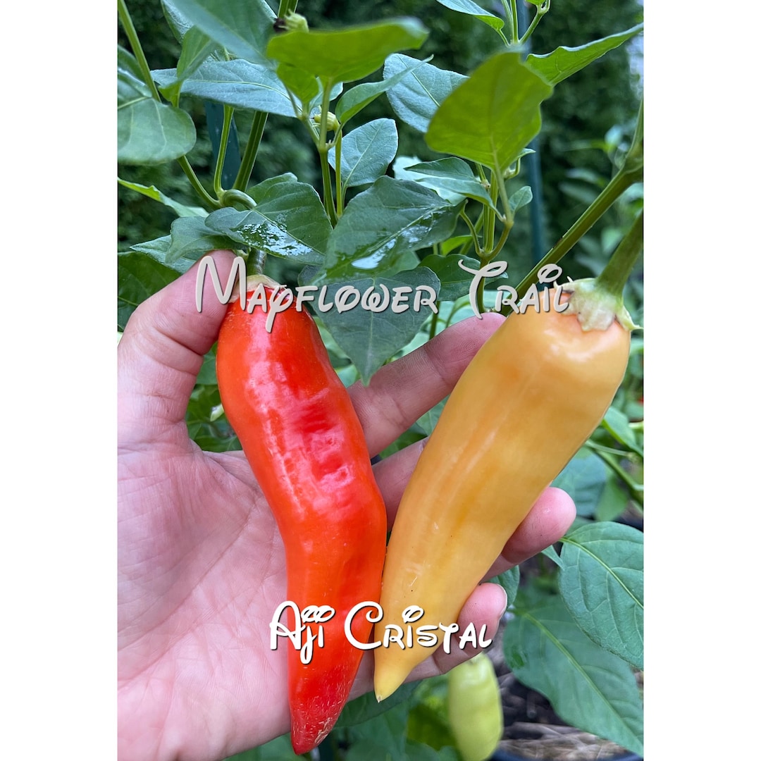 Aji Cristal Pepper Seeds: Non-gmo Capsicum Baccatum, Medium-hot - Etsy
