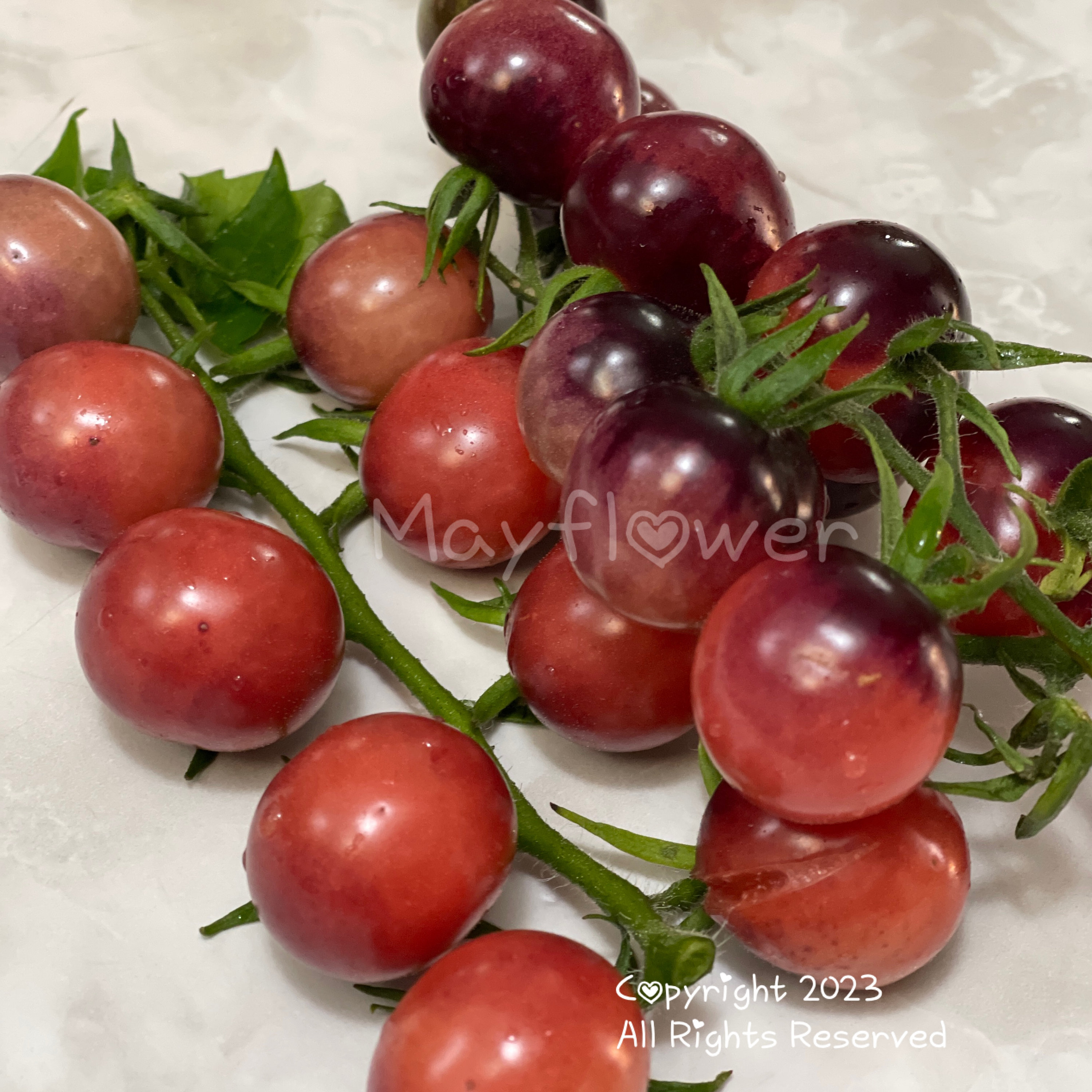 Indigo Blue Berries, Tomato Seeds. 25 Seeds. 80 Days. Delicious Plum ...