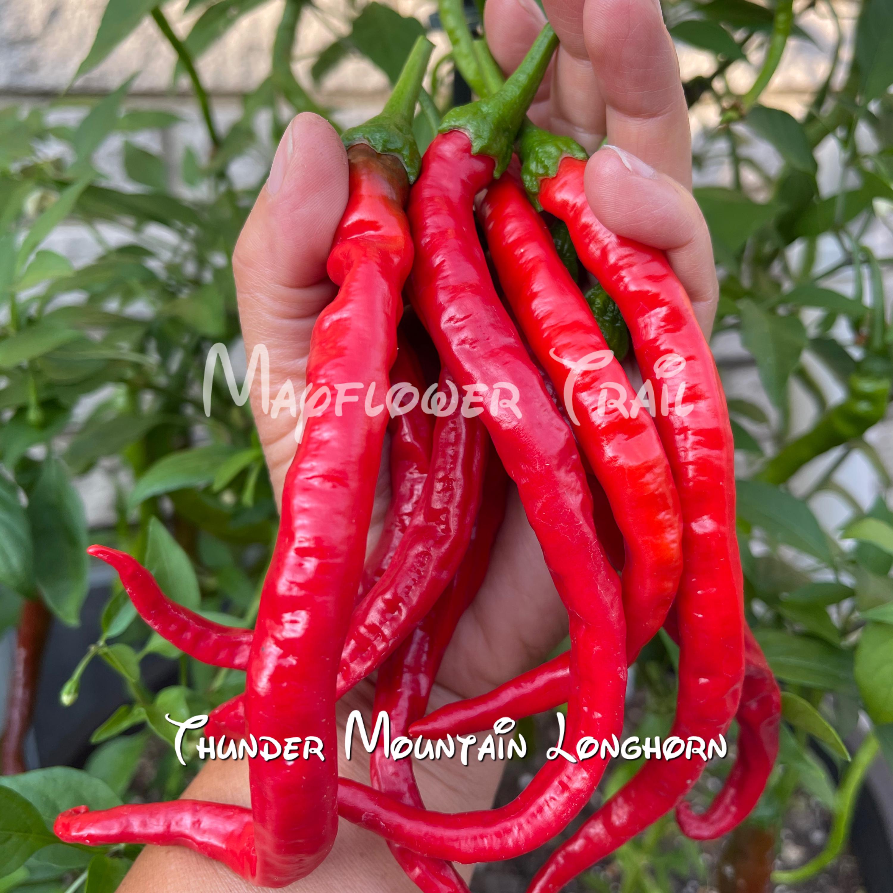 Thunder Mountain Longhorn Pepper Seeds: Organic, 12+ Non-gmo - Etsy