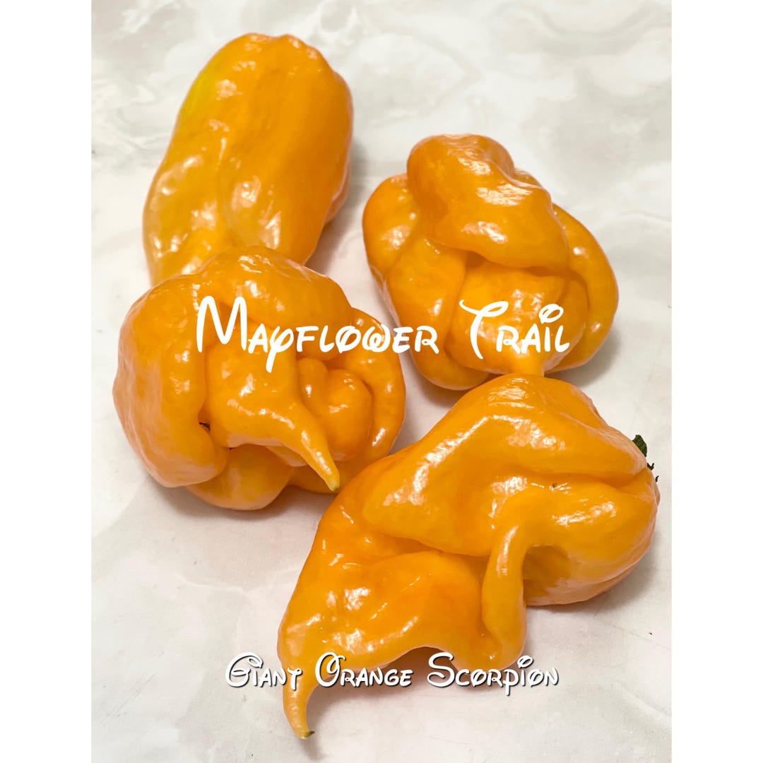Giant Orange Scorpion Pepper Seeds, 10 Non GMO Seeds. - Etsy