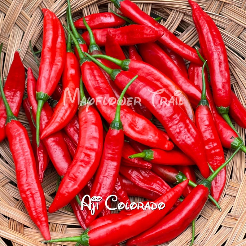 NEW! Aji Colorado Pepper Seeds. 15 Non GMO Seeds. - Etsy