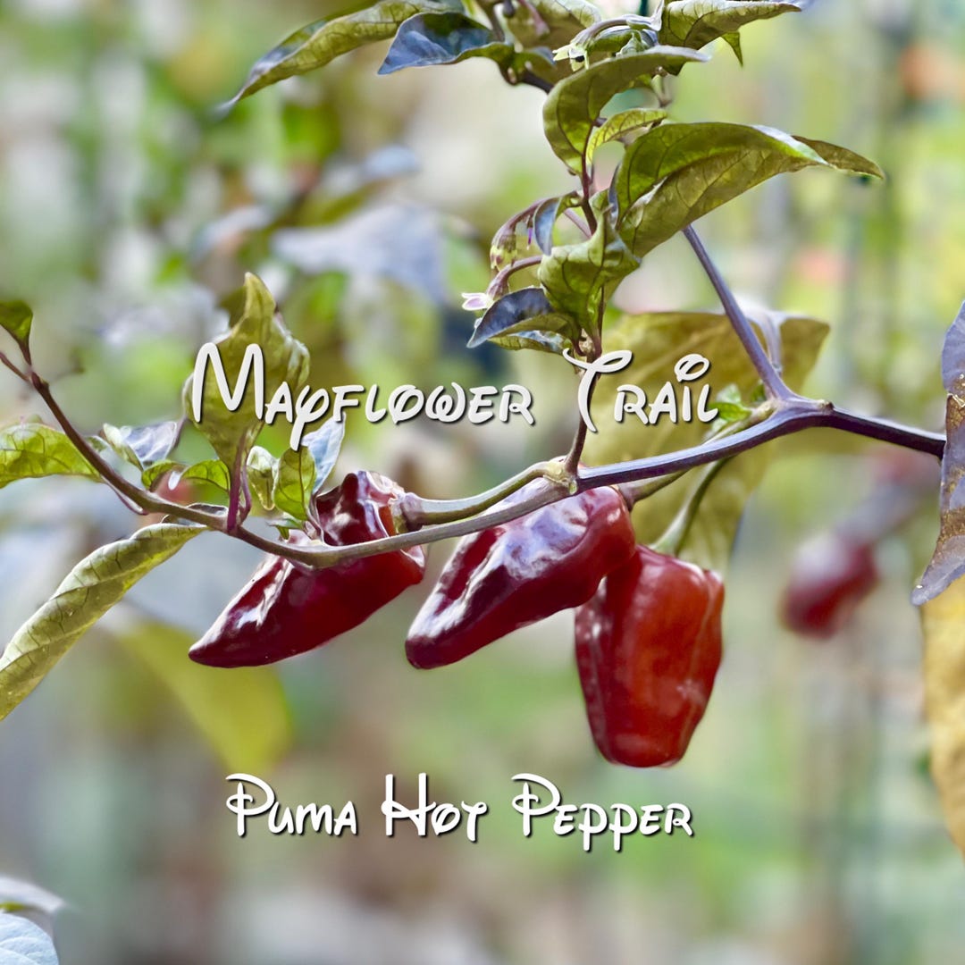 Puma Hot Pepper Seeds: Dark Foliage, Spicy Pods (12 Non GMO Seeds) - Etsy
