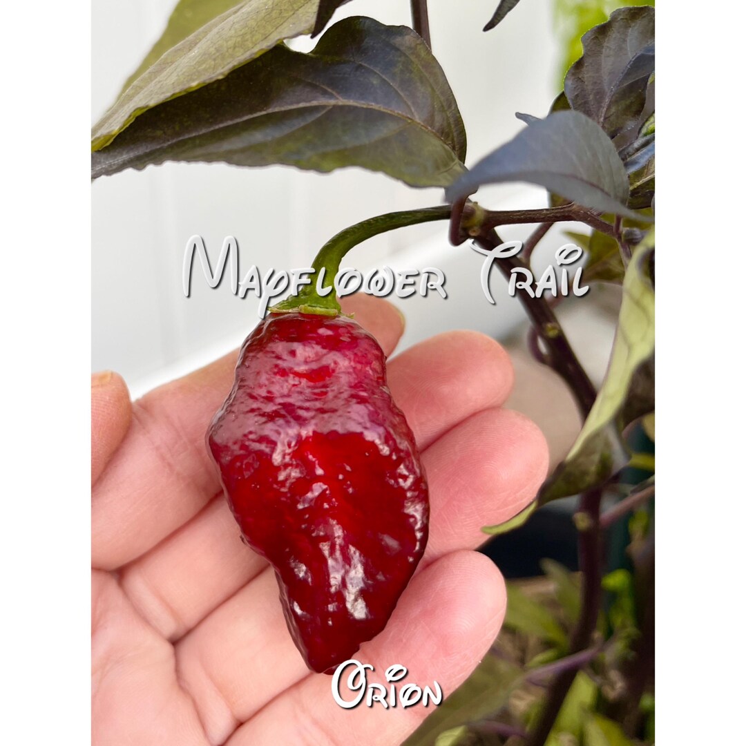Orion Pepper Seeds. 10 Non GMO Seeds. Super Hot. - Etsy