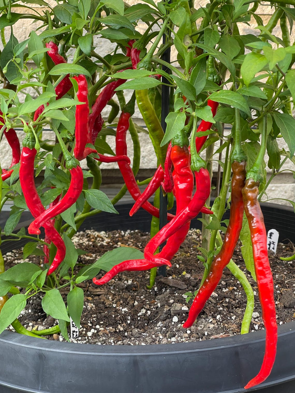 Thunder Mountain Longhorn Pepper Seeds: Organic, 12+ Non-gmo - Etsy