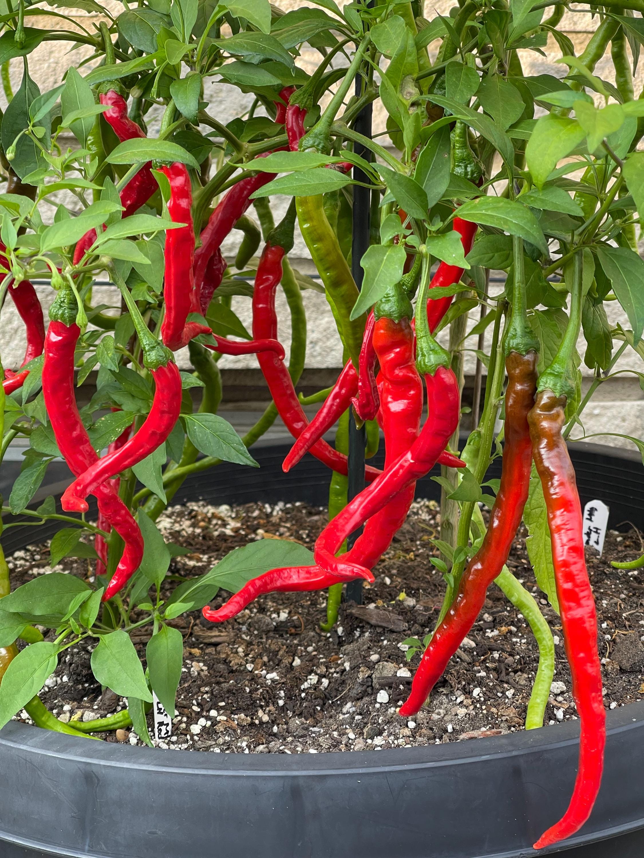 Thunder Mountain Longhorn Pepper Seeds: Organic, 12+ Non-gmo - Etsy