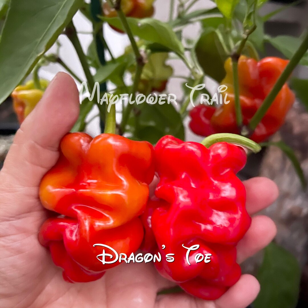 NEW! Dragon’s Toe Pepper Seeds. 10+ Non GMO Seeds. - Etsy