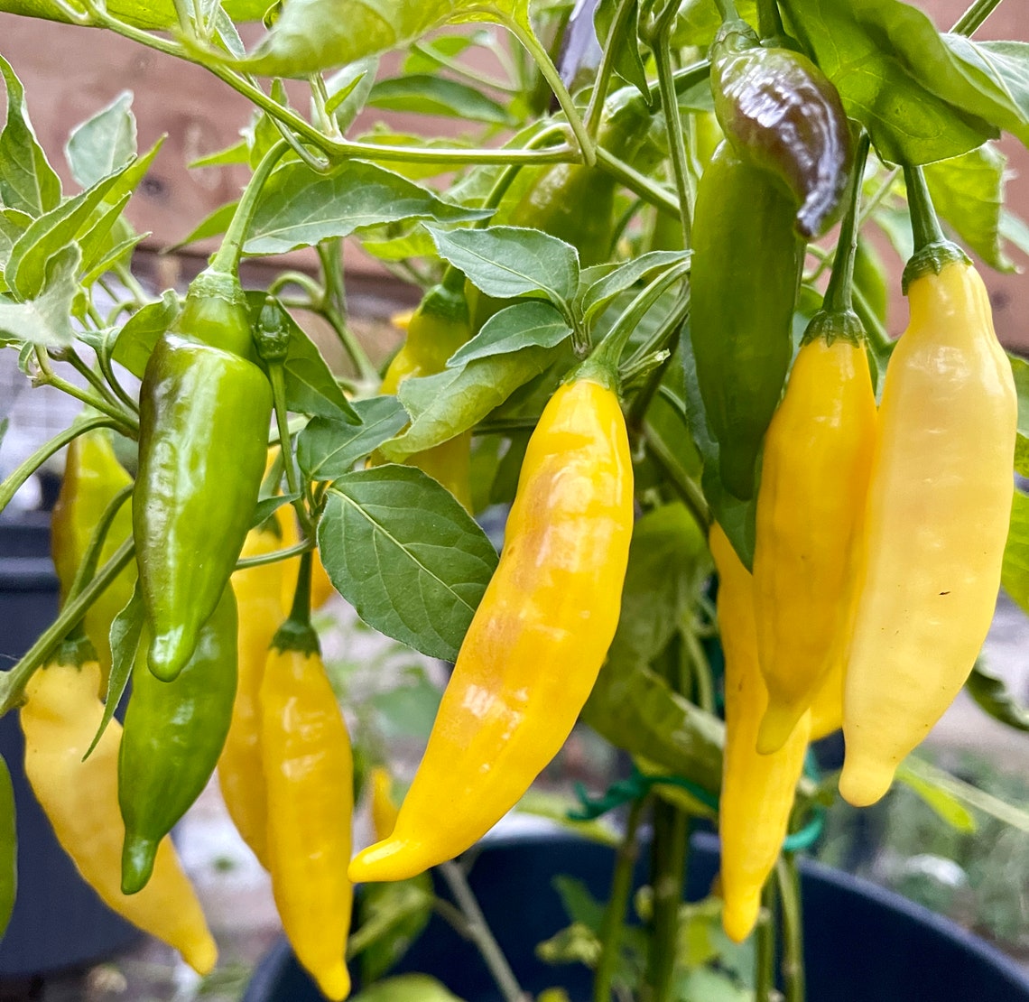 Pepper Hot, Lemon Drop Pepper Seeds - Etsy
