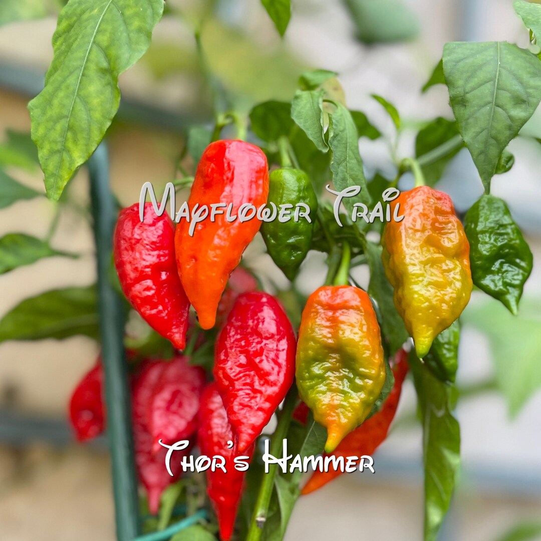 Thor's Hammer Pepper Seeds: Extremely Hot, Non GMO (10 Seeds) - Etsy