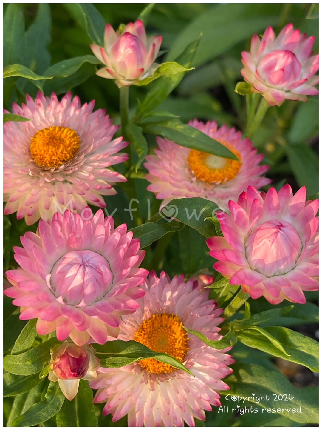 Double Mix Paper Daisy Seeds: Cottage Garden Flowers (100+ Seeds) - Etsy