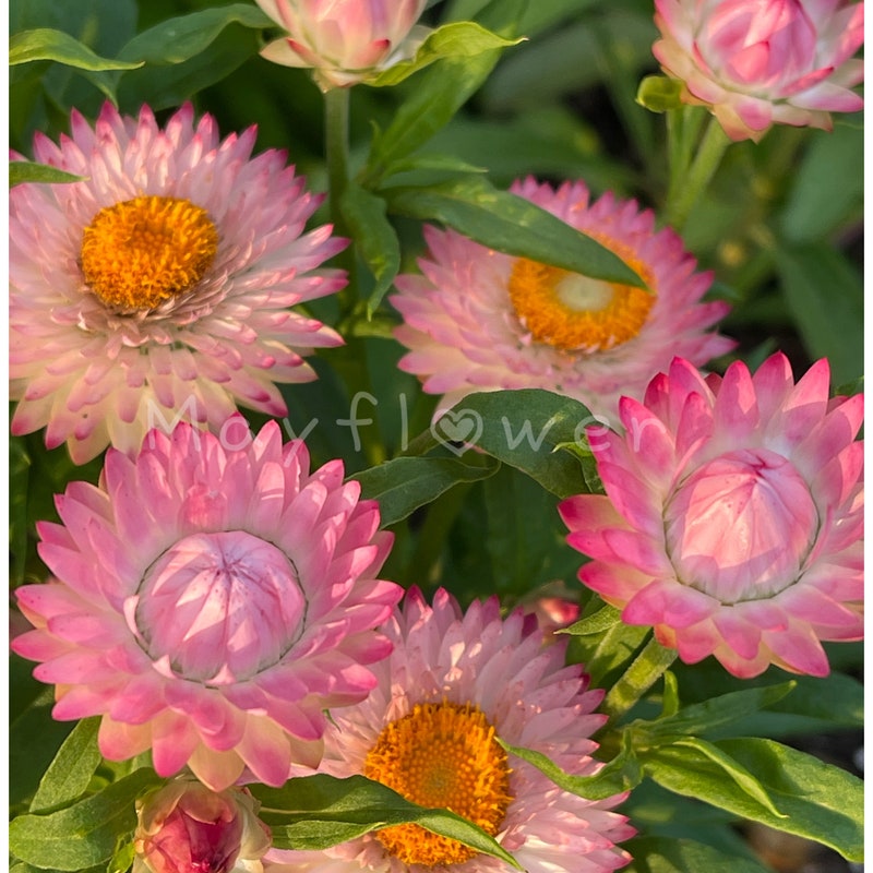 Paper Daisy - Etsy