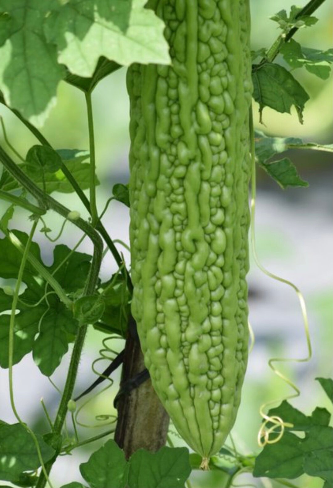 Bitter Melon 10 Seeds. Vegetable Gourds. Trailing Plant Garden. Organic ...