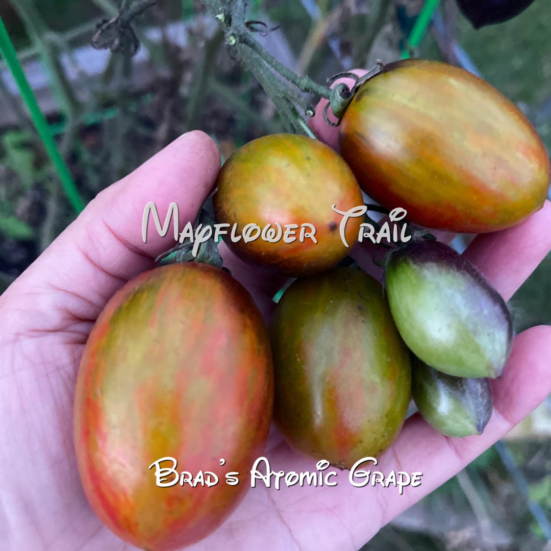 Brad's Atomic Grape Tomato Seeds. 25 Non GMO. Indeterminate. Organic ...
