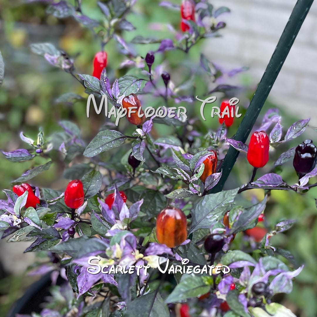 Scarlett Variegated Pepper Seeds. 12 Non GMO Seeds. Ornamental and ...