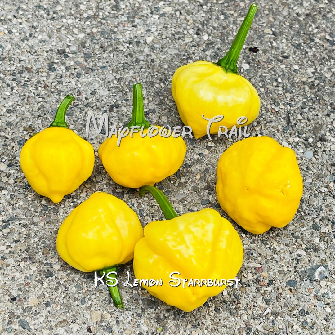 KS Lemon Starrburst Pepper Seeds (KSLS). 12 Non GMO Vegetable Seeds ...
