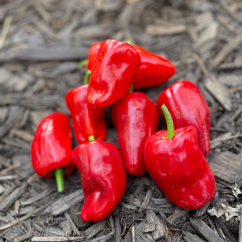 Paprika Pepper - Etsy