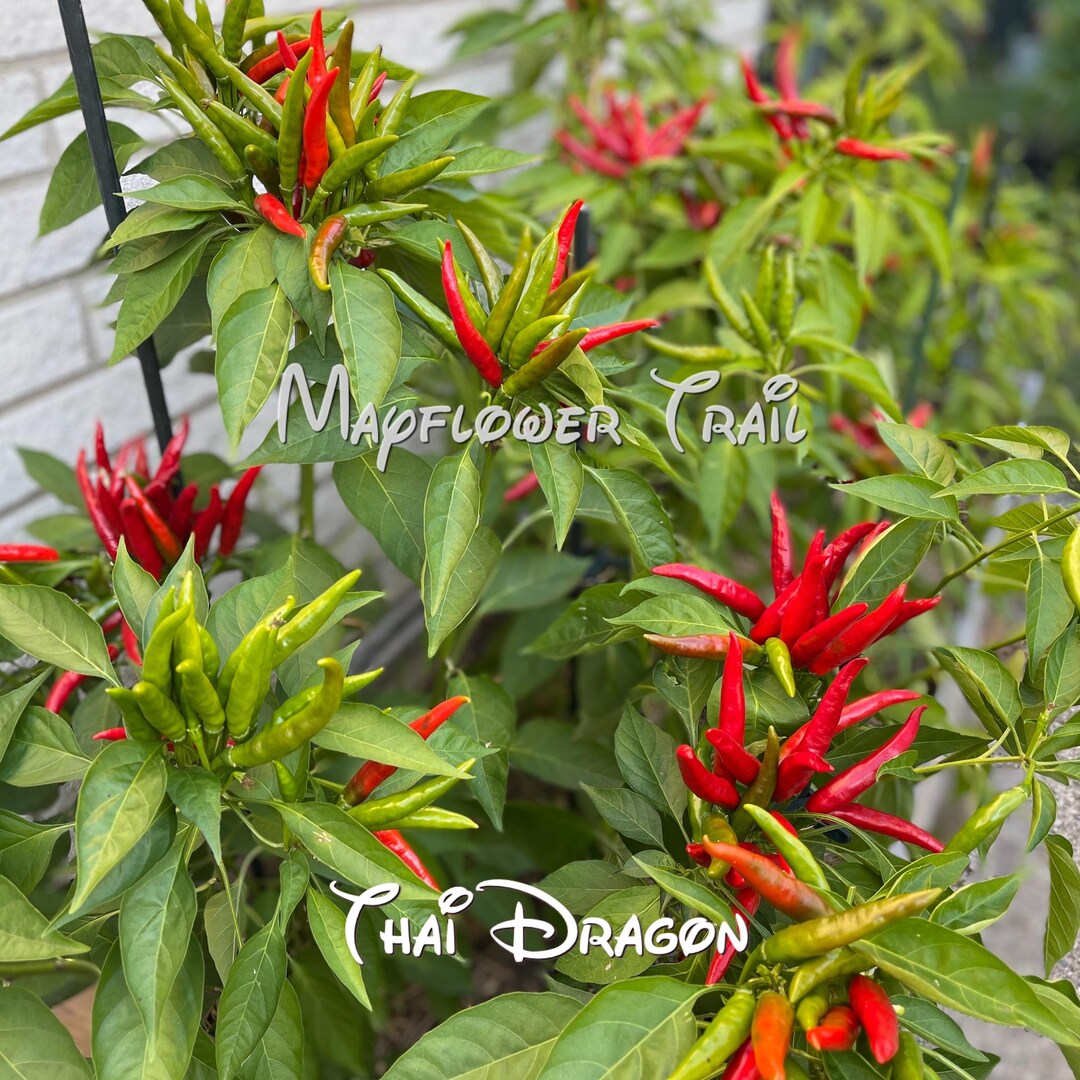 Thai Dragon Pepper Seeds: 15 Non-gmo Capsicum Annuum Seeds - Etsy