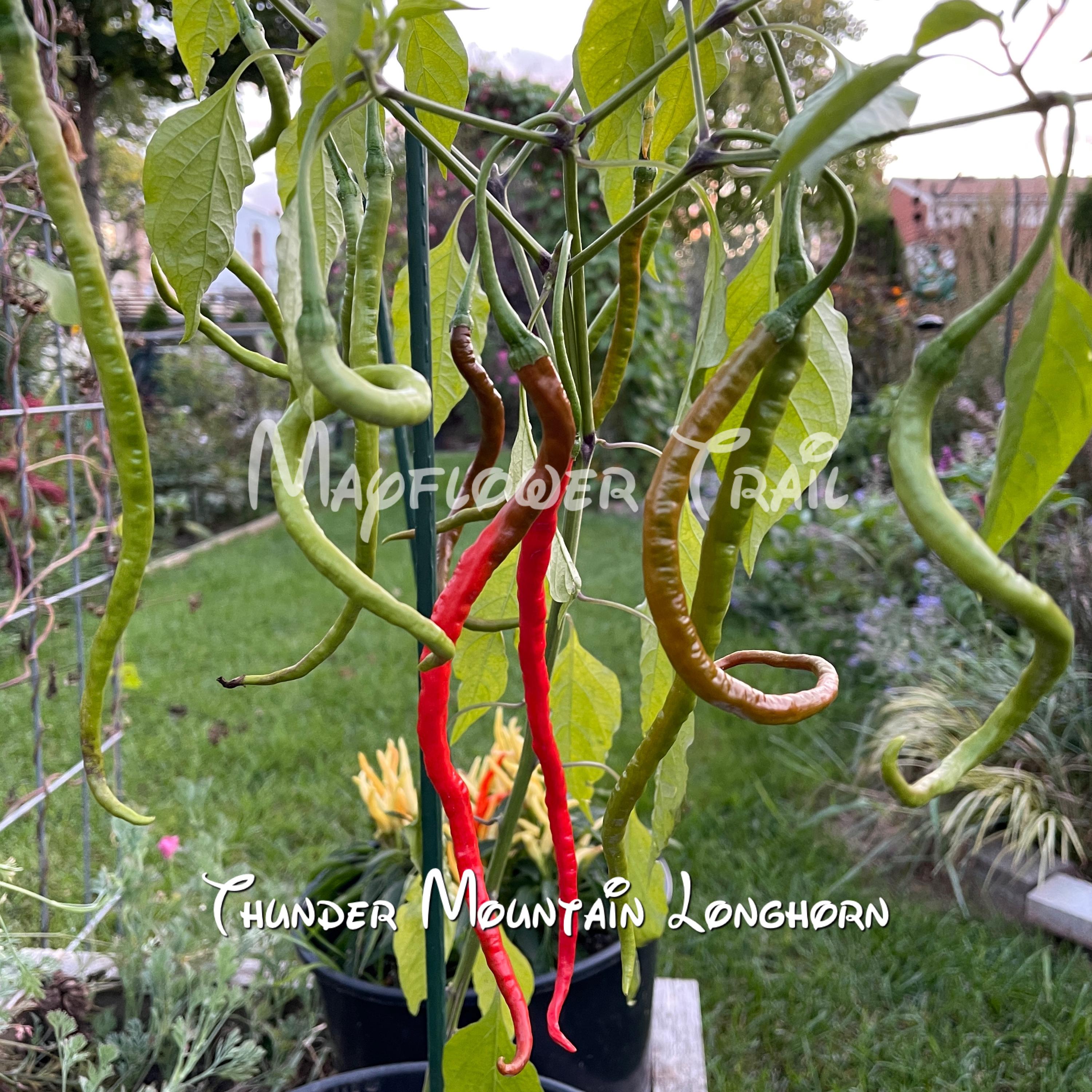 Thunder Mountain Longhorn Pepper Seeds: Organic, 12+ Non-gmo - Etsy
