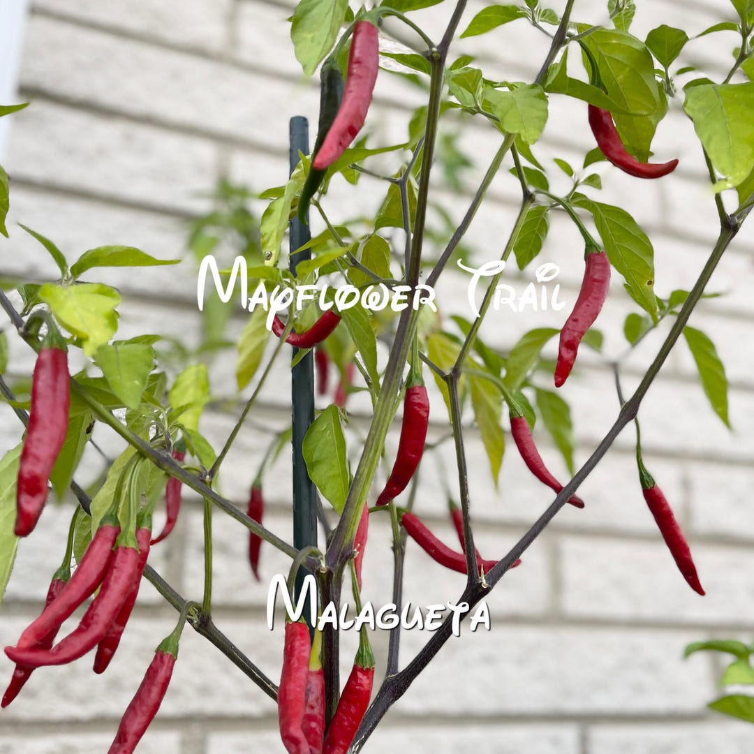 Malagueta Pepper Seeds, 10+ Non GMO Seeds. Capsicum Frutescens. Organic ...