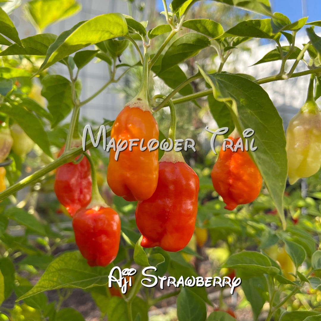 Aji Strawberry Drop Pepper Seeds. 15 Non GMO Seeds. Highly Productive ...