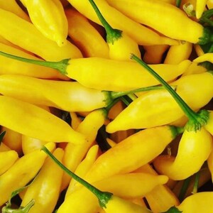 Pepper Hot, Lemon Drop Pepper Seeds - Etsy