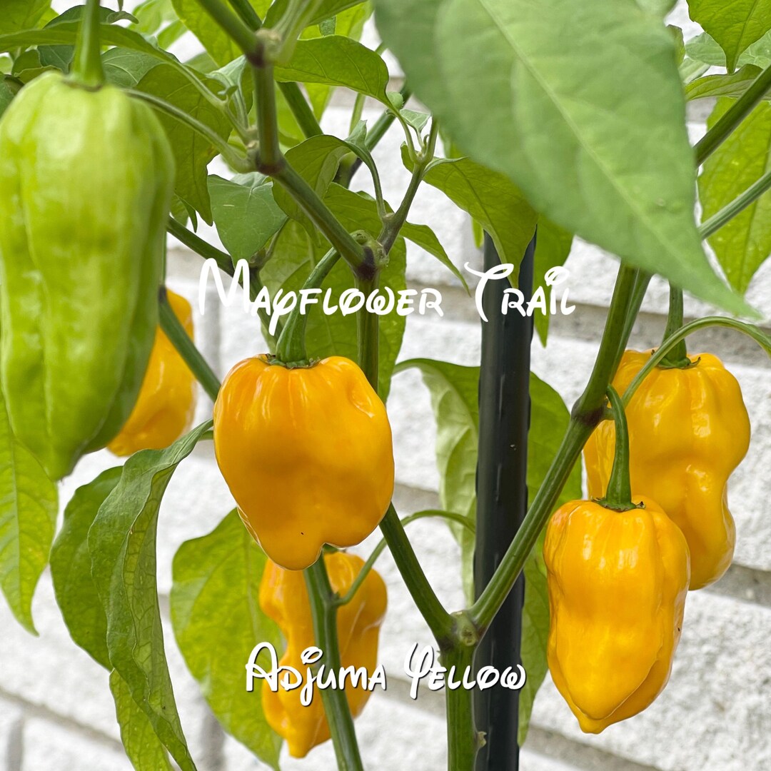 Yellow Adjuma Hot Pepper Seeds. 10 Non GMO Seeds. Organic Garden - Etsy