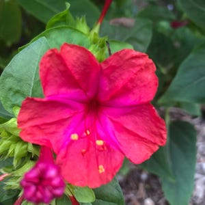 Red Four O’clock Seeds (mirabilis Jalapa). 25 Seeds. Grows Into a Nice ...