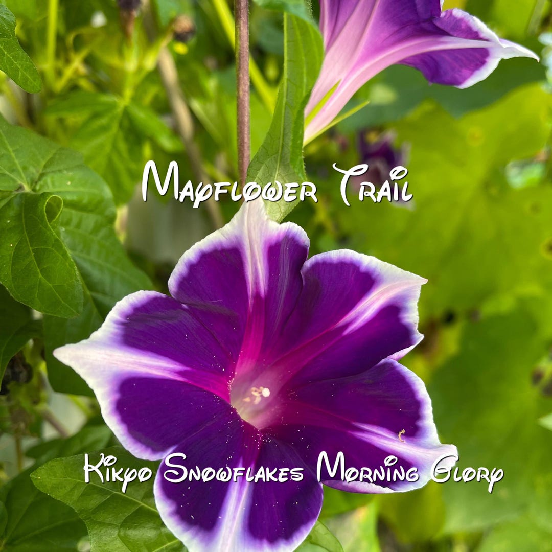 NEW! Kikyo Snowflakes Morning Glory Seeds. Non GMO 20 Seeds. Pollinated ...