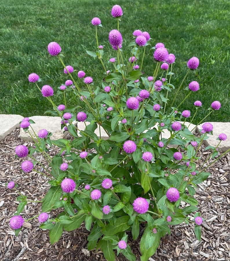 400+ Gomphrena Seeds: Globe Amaranth, Cut Flower Garden - Etsy