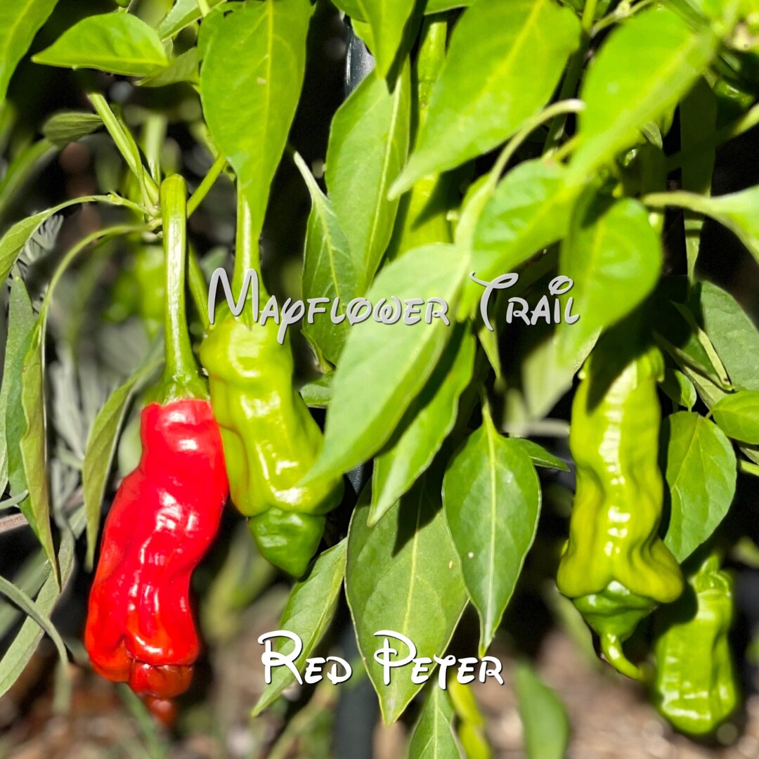 Red Peter Pepper Seeds. 10 Non GMO Seeds. Low - Medium Heat. Organic ...