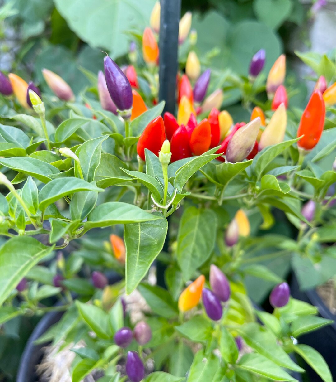 Ordono Pepper Seeds. Beautiful Edible Ornamental Pepper Plant. 12 Non ...
