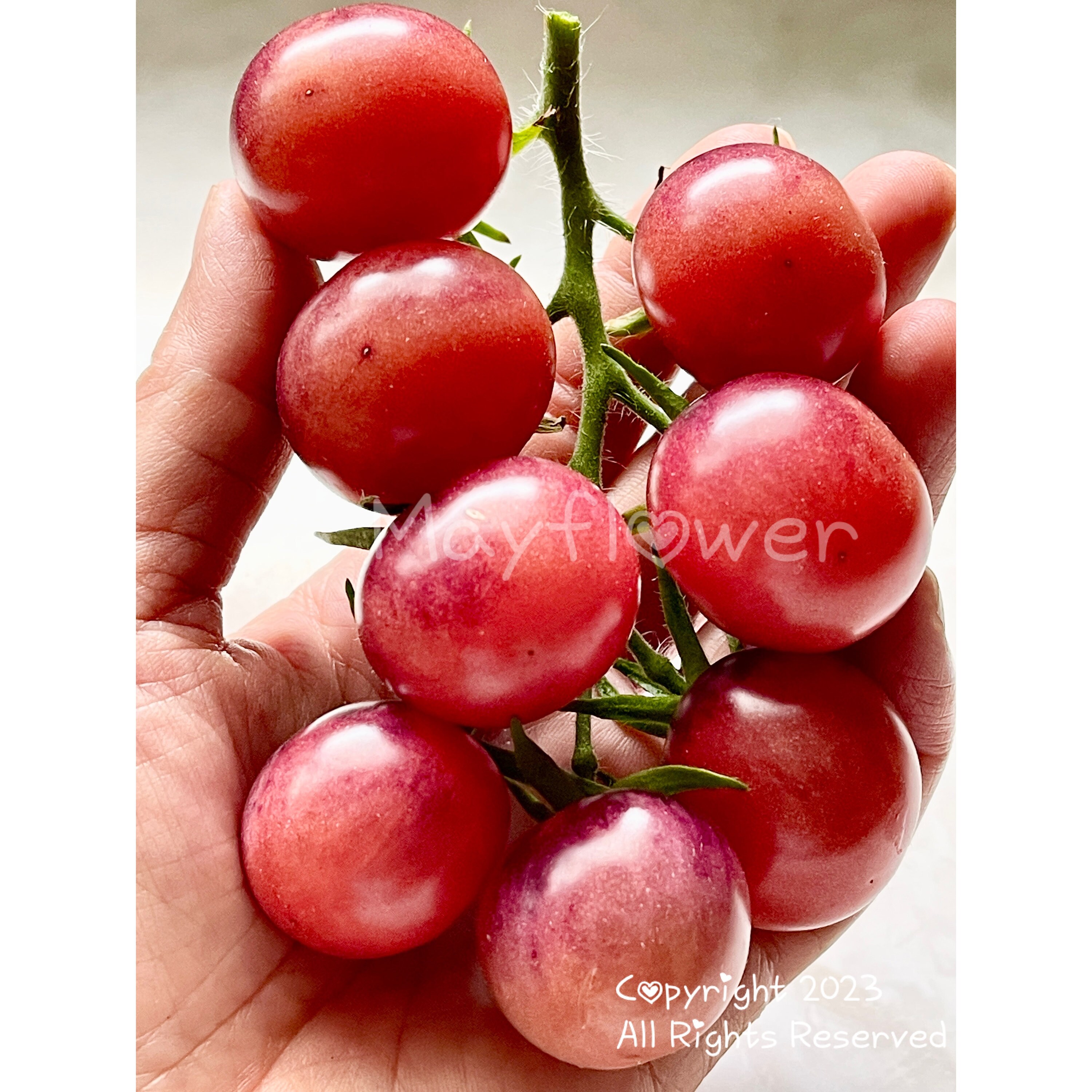 Indigo Blue Berries, Tomato Seeds. 25 Seeds. 80 Days. Delicious Plum ...