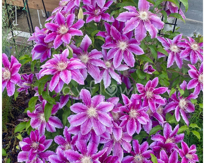 Clematis Montana 'grandiflora' - White Dogwood Spring Clematis - Etsy