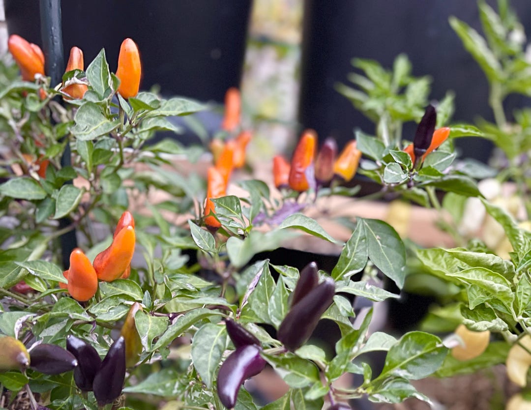 Uchu Cream Candle Light Mutant X Maya Purple Passion Pepper Seeds ...
