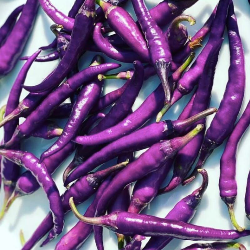 Rare Pepper Seeds - Etsy