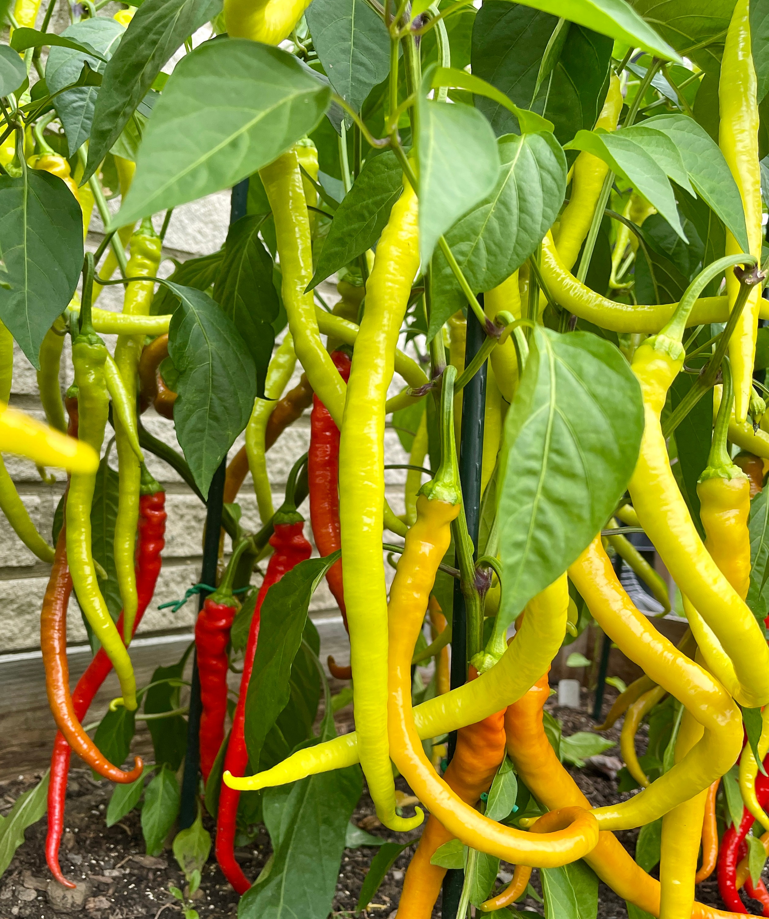 Corbaci Sweet Pepper Seeds: Turkish Heirloom, Fruity Flavor (15+ Seeds ...