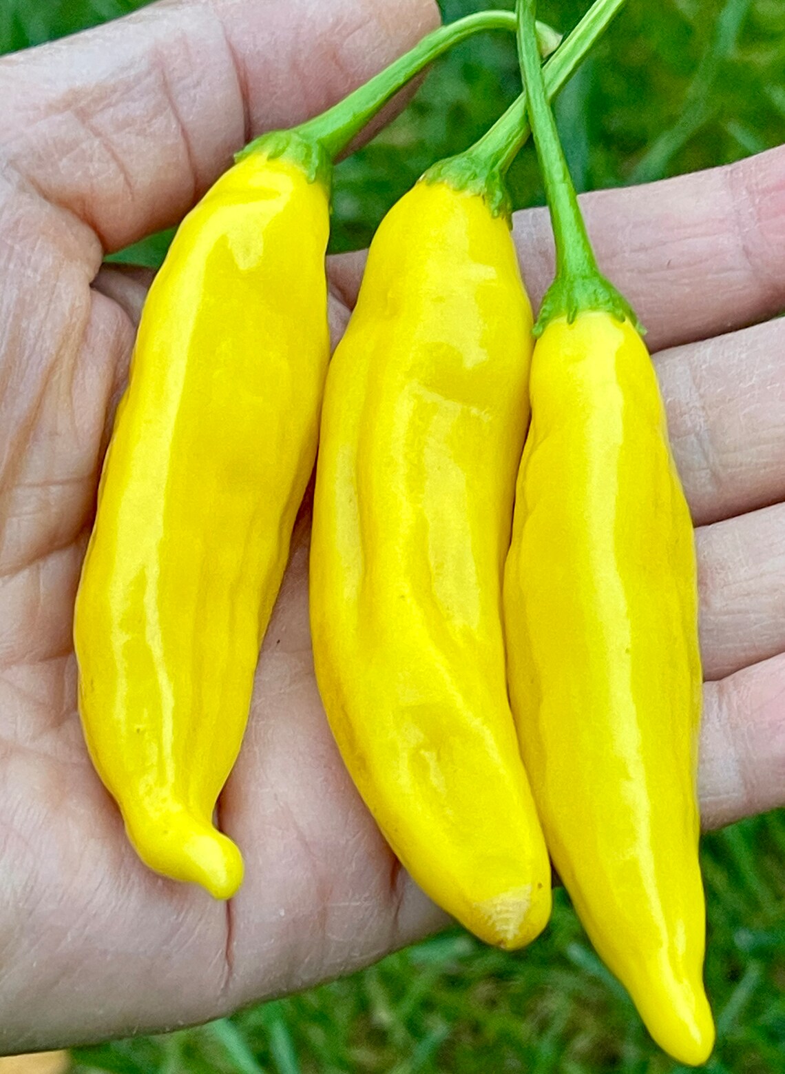 Pepper Hot, Lemon Drop Pepper Seeds - Etsy