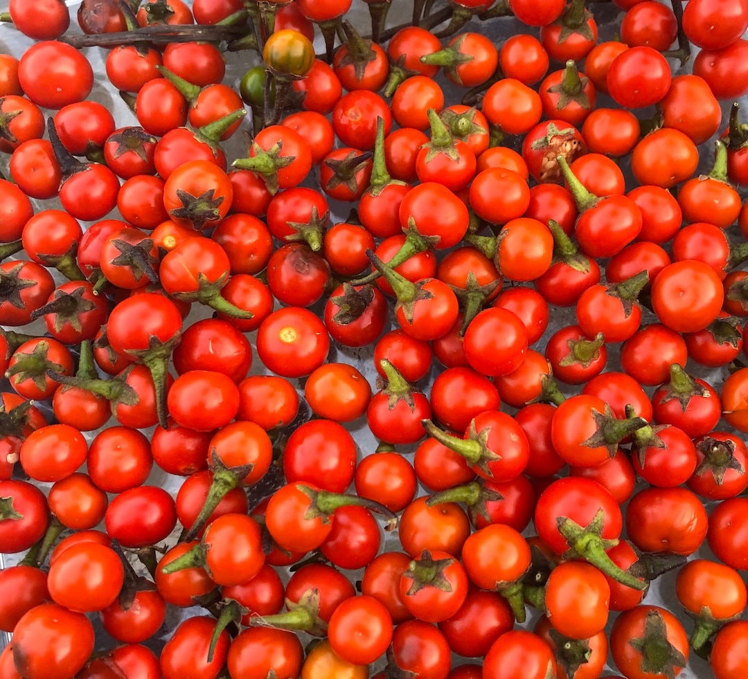 Orange Bitter Ball Aka Eggplant (grape Size). Asian Bitter Ball Plant ...