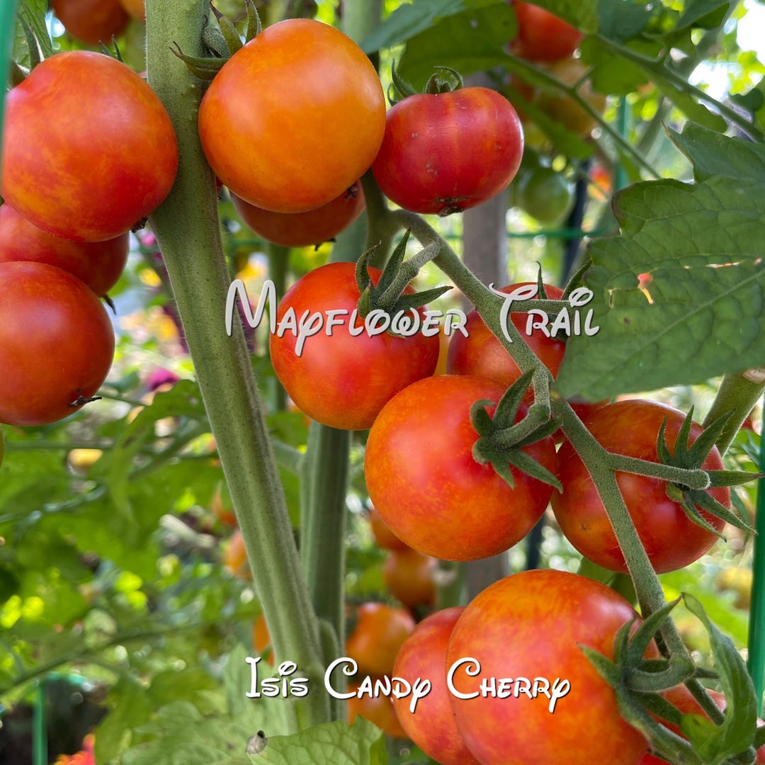Isis Candy Cherry Tomato Seeds. 25 Non GMO Seeds. Heirloom. Sweet and ...