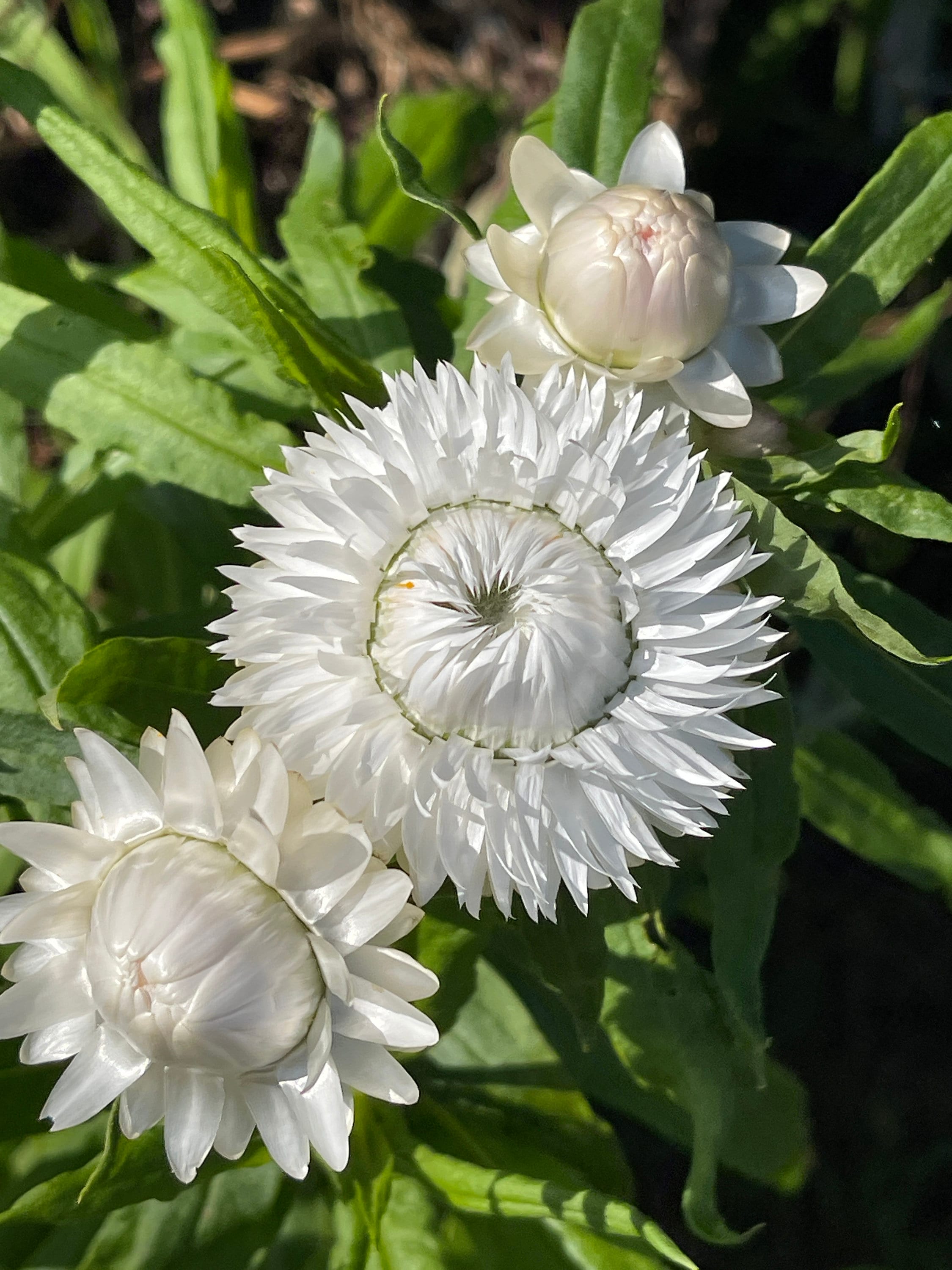 Double Mix Paper Daisy Seeds: Cottage Garden Flowers (100+ Seeds) - Etsy