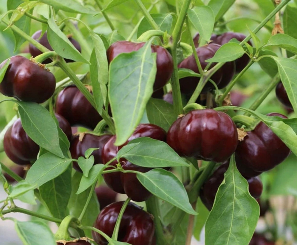 Sweet Chocolate Mini Bell Pepper Seeds. Great for Snacking and Such ...