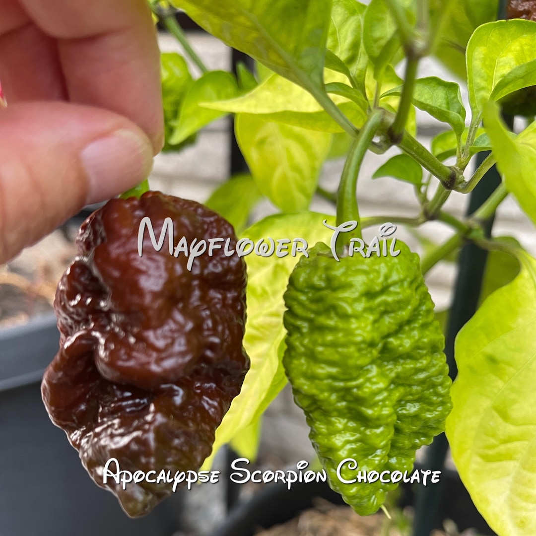 Apocalypse Scorpion Chocolate Pepper Seeds. 12 Non GMO Seeds. Super Hot ...