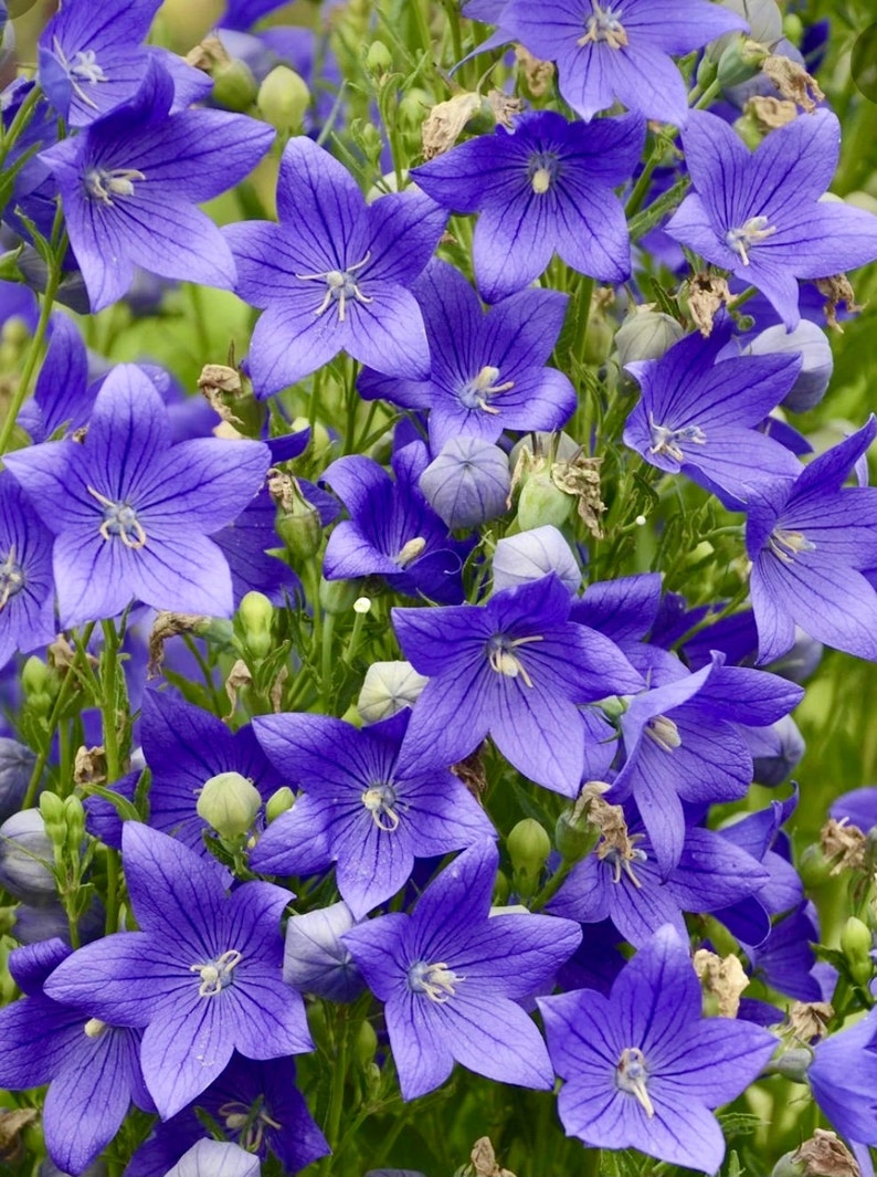 Buy Balloon Flower Seeds: Deer Resistant Perennial, Blue Platycodon ...